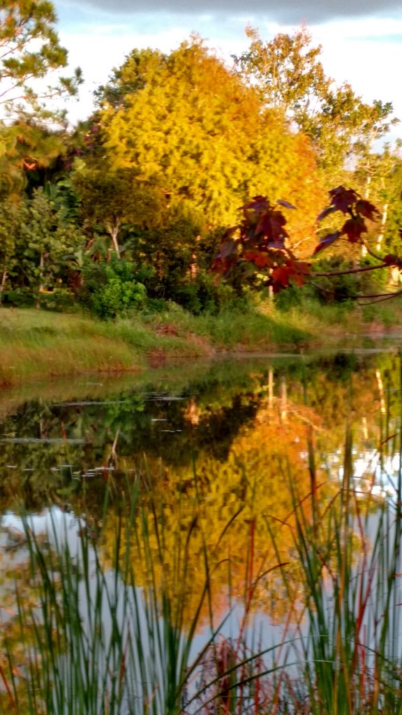 Fall Colors in Nature and in Us - Ava Pennington