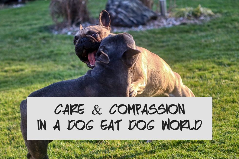 Care & Compassion in a Dog-Eat-Dog World - Ava Pennington
